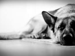 “Prolonging the service of a police dog” – TacticalK9USA.com